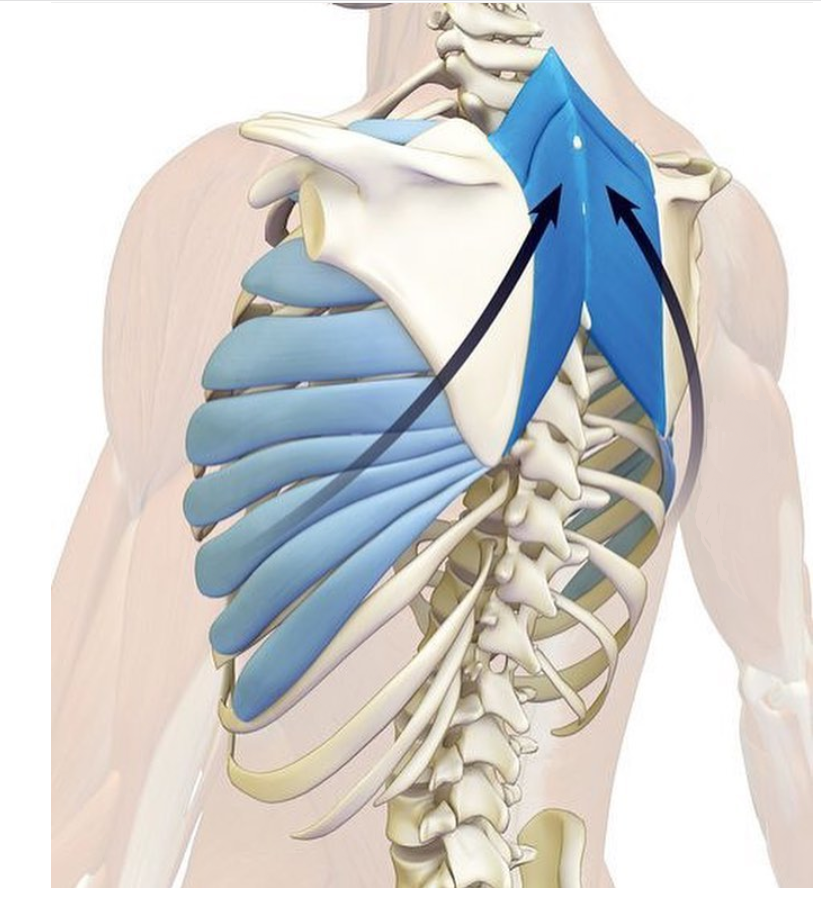 Omoplates! Dos serré et épaules arrondies! - cynthiacayer.com