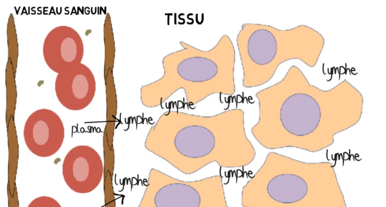 Système lymphatique - cynthiacayer.com